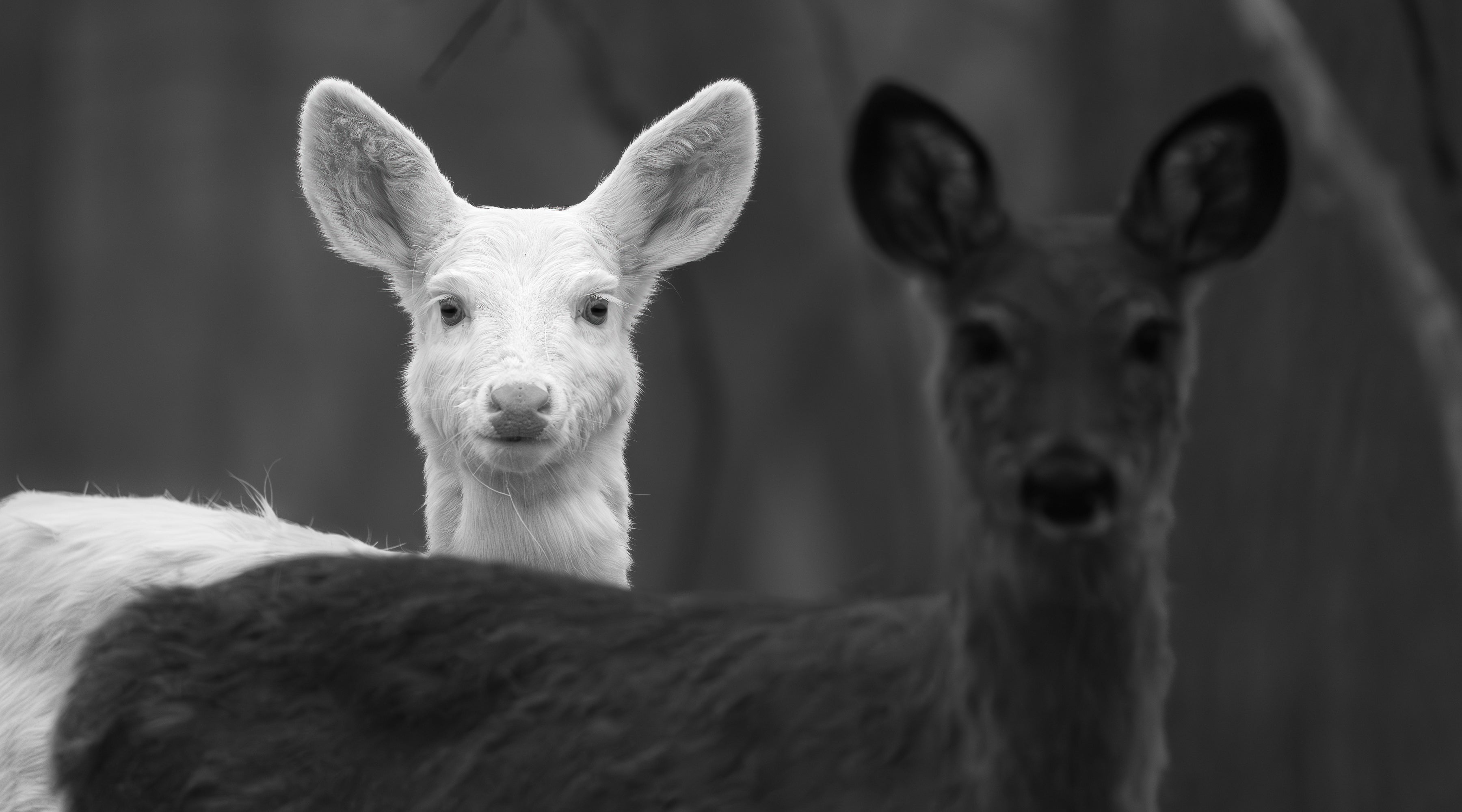 Benjamin Olson Photography