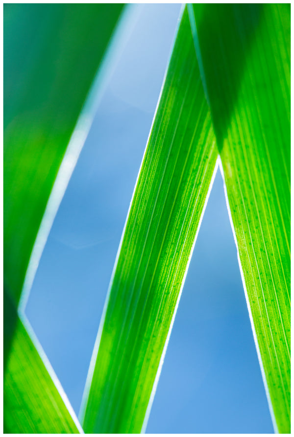 Blades - Benjamin Olson