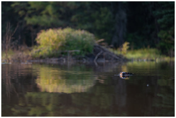Building a Home - Benjamin Olson
