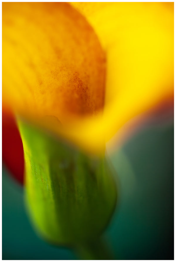 Calla - Benjamin Olson