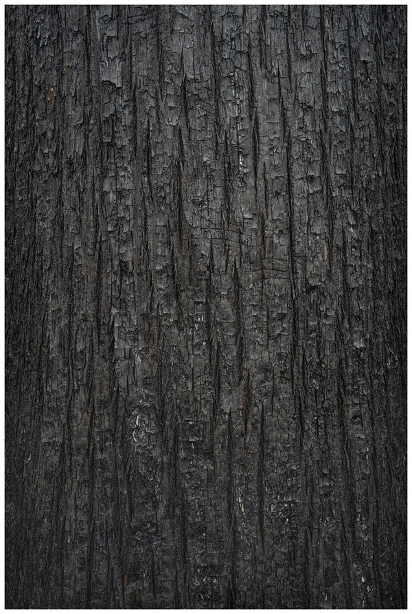 Fire Scar - Benjamin Olson