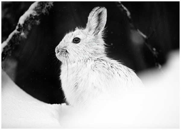 Hare of the Cat - Benjamin Olson