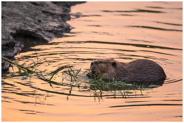 Nom Nom - Benjamin Olson