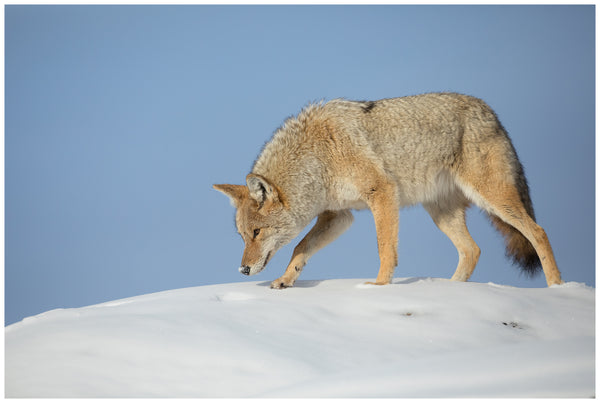 On the Hunt - Benjamin Olson