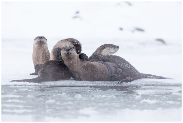 Otter Pile - Benjamin Olson