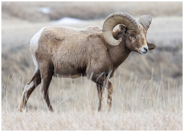 Ovis Canadensis - Benjamin Olson