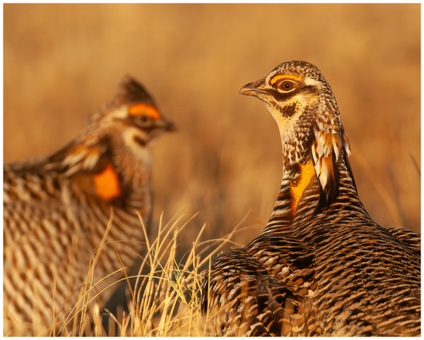 Rivals - Benjamin Olson