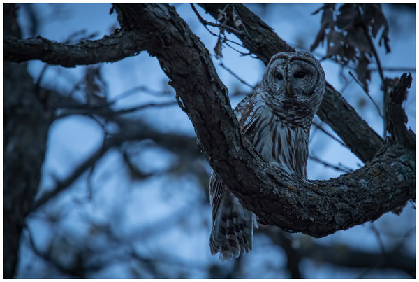 Strix varia - Benjamin Olson