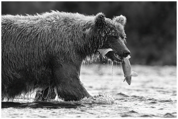 Success - Benjamin Olson