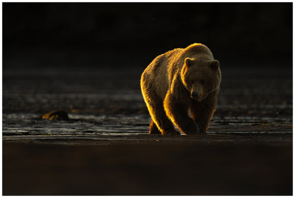 That Light! - Benjamin Olson