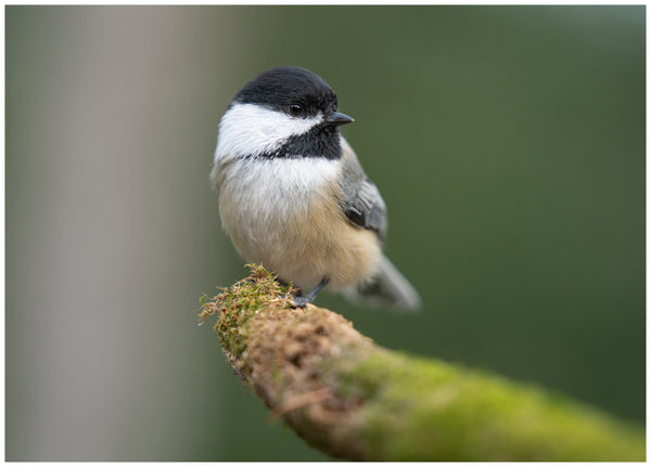 The Tiniest Badass - Benjamin Olson