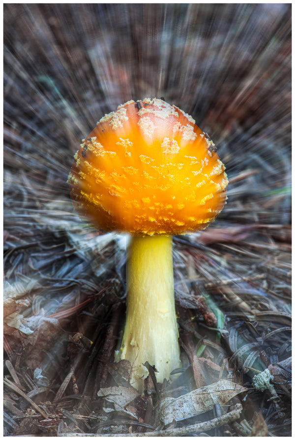 Trippy - Benjamin Olson