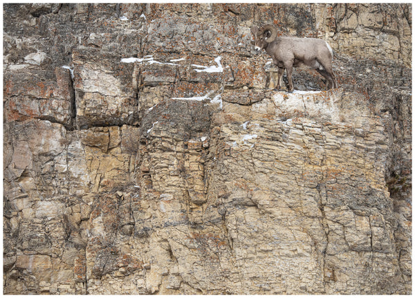 Well Adapted - Benjamin Olson