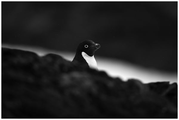 Well Hello - Benjamin Olson