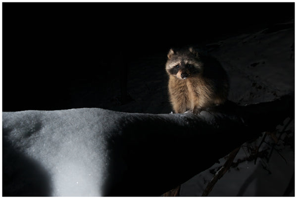 Woodland Bandit - Benjamin Olson